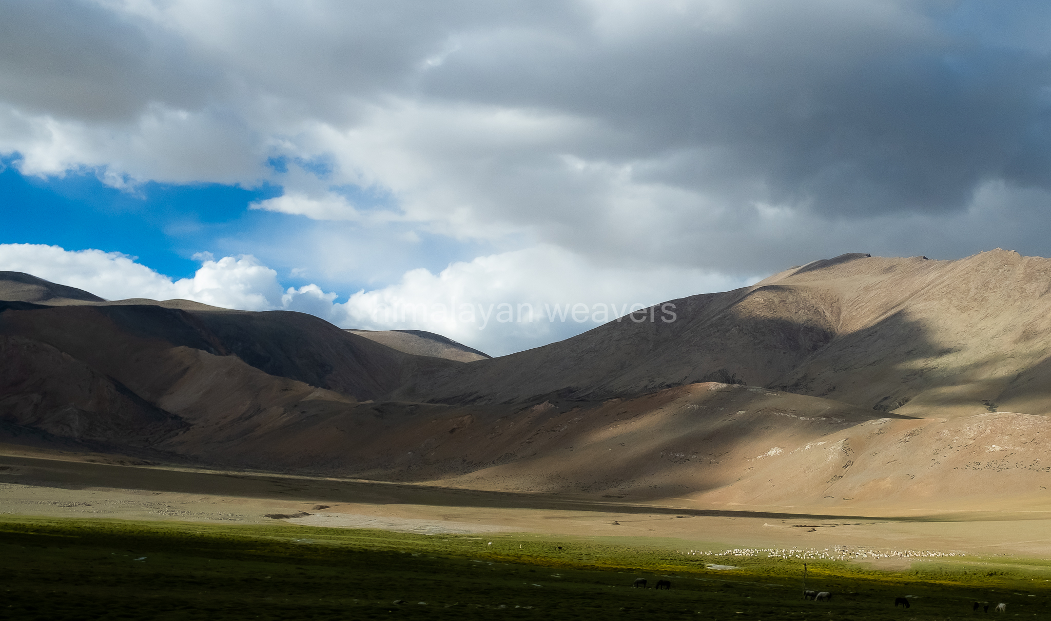 Handmade Pashmina Stole Coloured With Natural Dyes